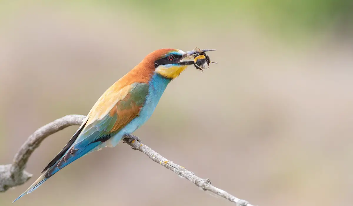 Do Birds Eat Bees? - Bee Real Honey