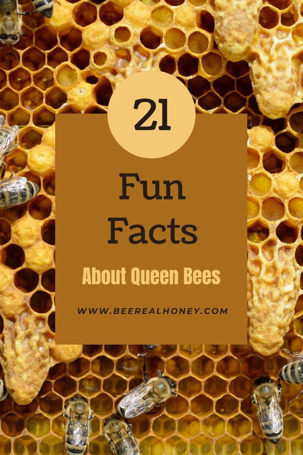 21 Fun Facts About Queen Bees - Bee Real Honey
