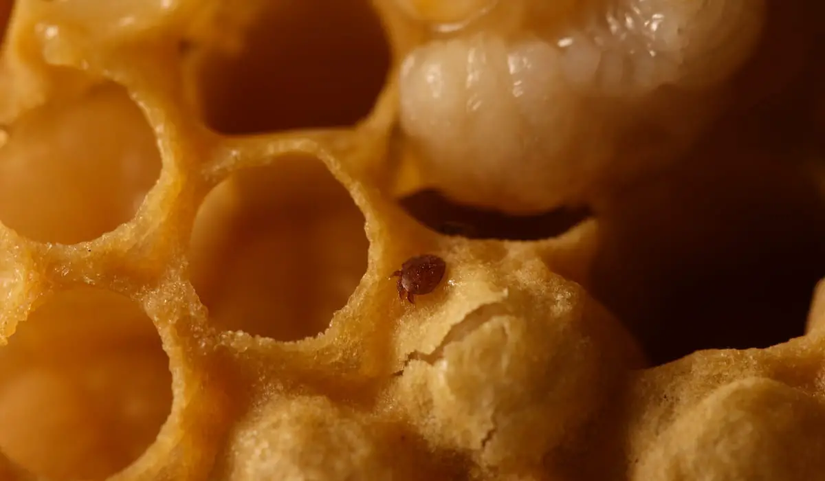 Bee Real Honey - All things for Apiary Enthusiasts!