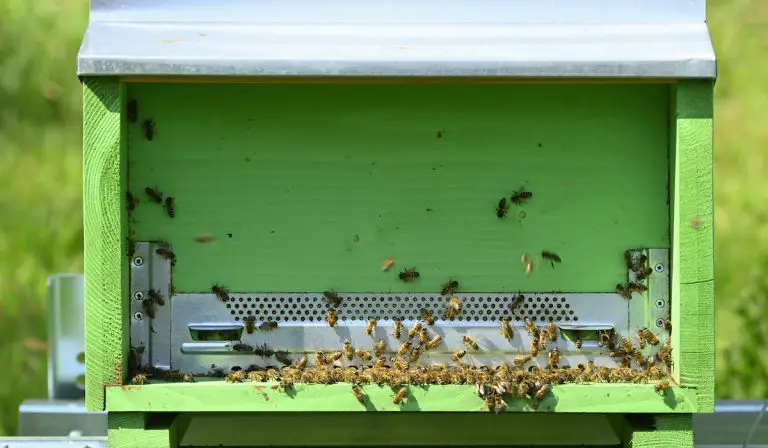 3 Ways to Get Bees to Move Into a Hive - Bee Real Honey