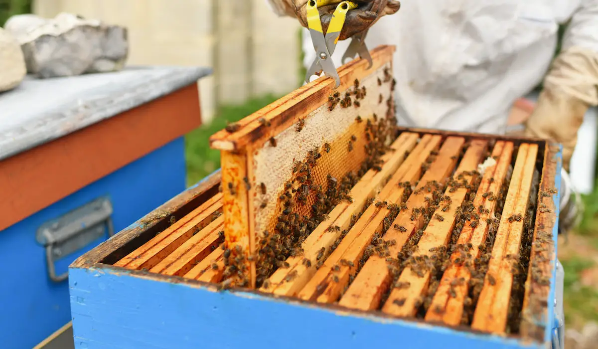 Can a Beehive Have Two Queens? - Bee Real Honey