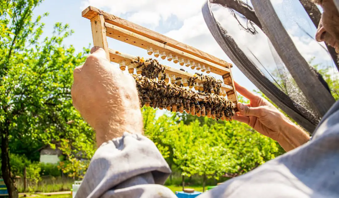 7 Fun Jobs Working With Bees (With Salaries) - Bee Real Honey