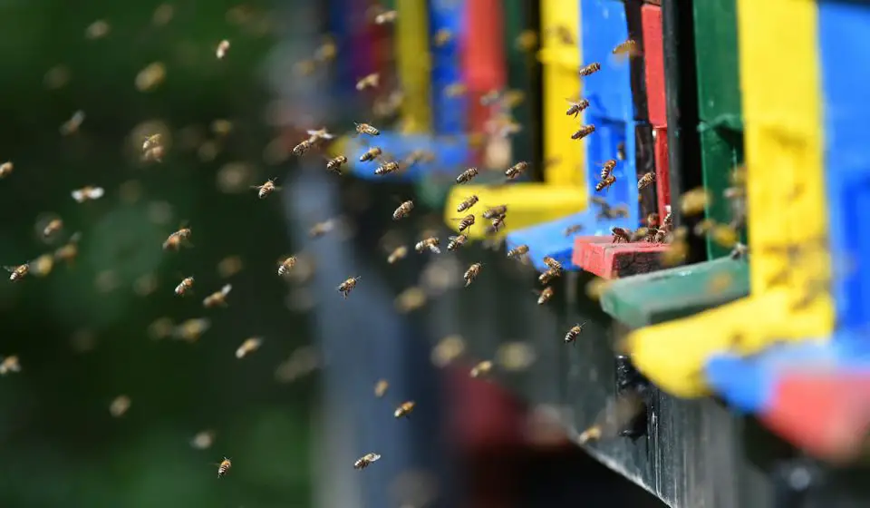 Can Bees Fly in The Rain? - Bee Real Honey