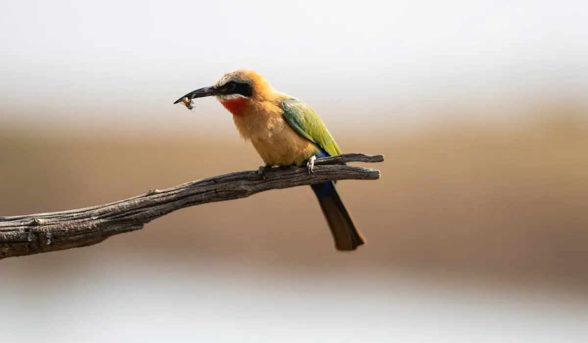 Do Birds Eat Bees? - Bee Real Honey