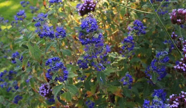 25 Best Bushes for Bees - Bee Real Honey