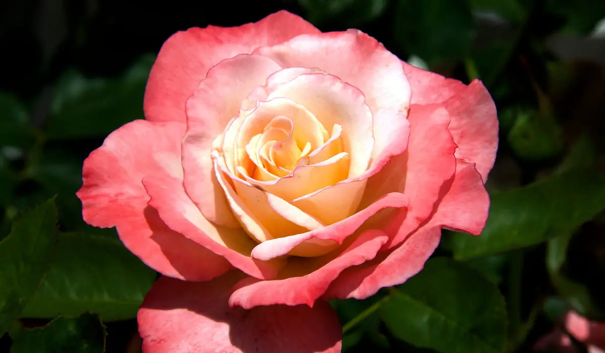 Do Bees Like Roses? 7 Things You Should Know - Bee Real Honey