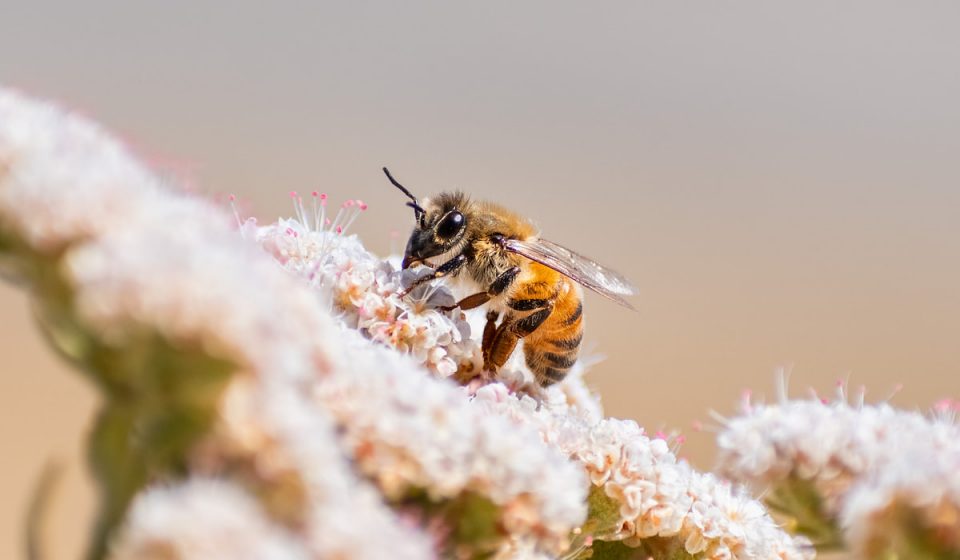5 Bees That Sting (And 3 That Don’t) - Bee Real Honey
