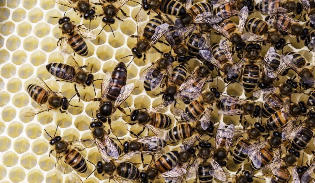 21 Fun Facts About Queen Bees - Bee Real Honey