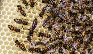 21 Fun Facts About Queen Bees - Bee Real Honey