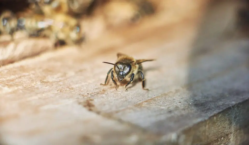 21 Fun Facts About Queen Bees - Bee Real Honey
