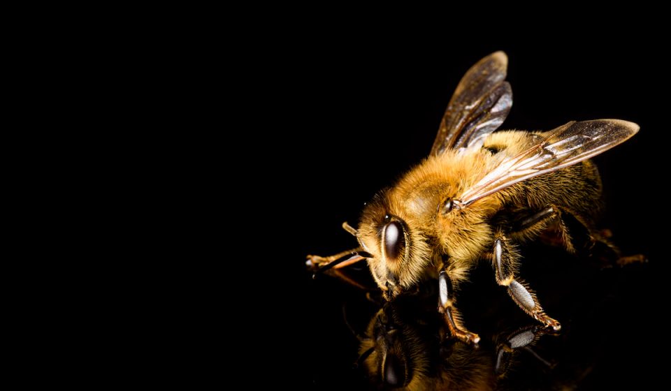 Will Bees Attack at Night? - Bee Real Honey