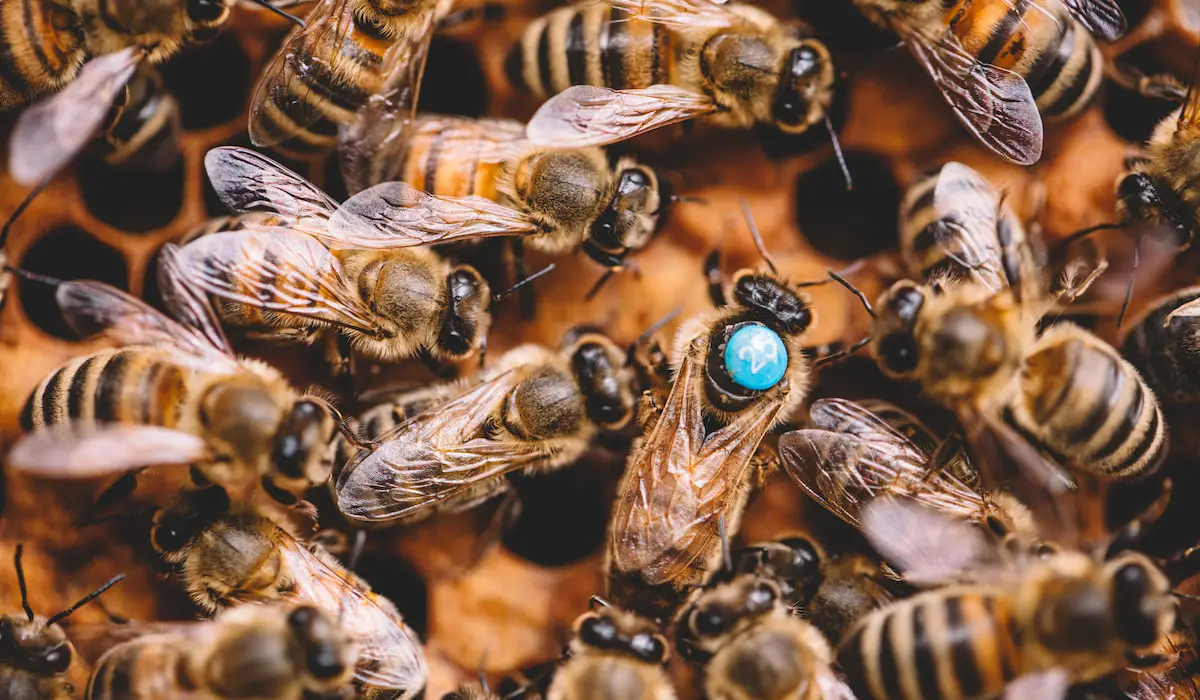 21 Fun Facts About Queen Bees - Bee Real Honey