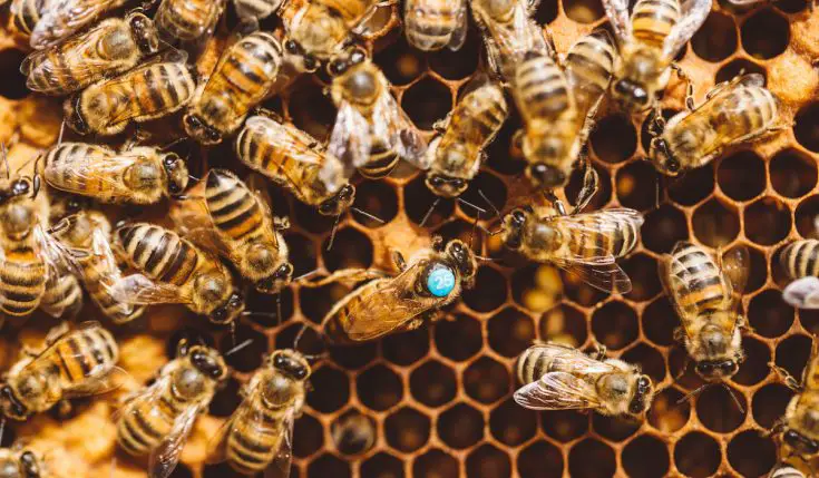 Can a Beehive Have Two Queens? - Bee Real Honey