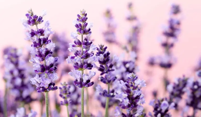 15 Best Perennials For Bees - Bee Real Honey