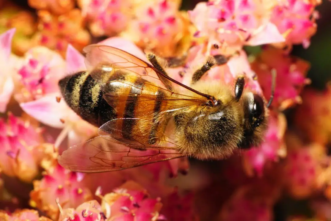 Best Queen Bees For Beekeeping - Bee Real Honey
