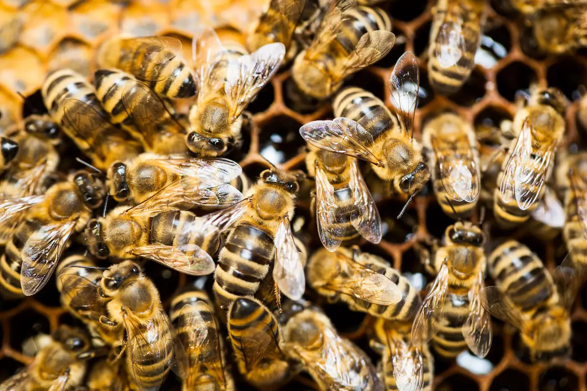 Best Queen Bees For Beekeeping - Bee Real Honey
