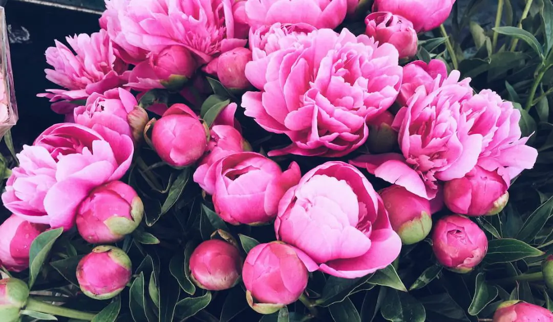 15 Best Perennials For Bees - Bee Real Honey