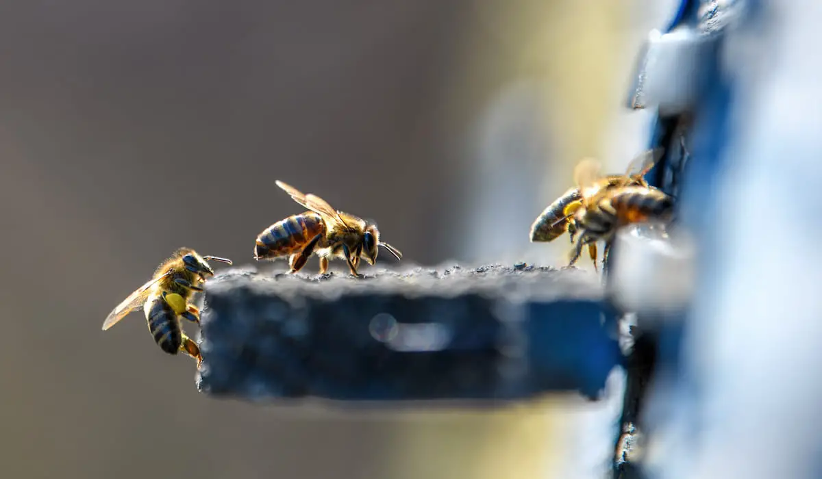 Best Time To Avoid Bees - Bee Real Honey