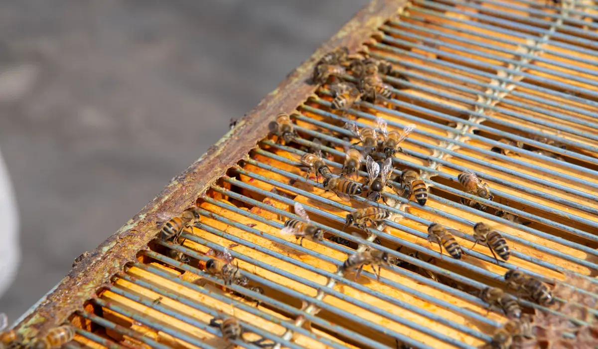 Tips for Building and Using a Bee Shaker Box - Bee Real Honey