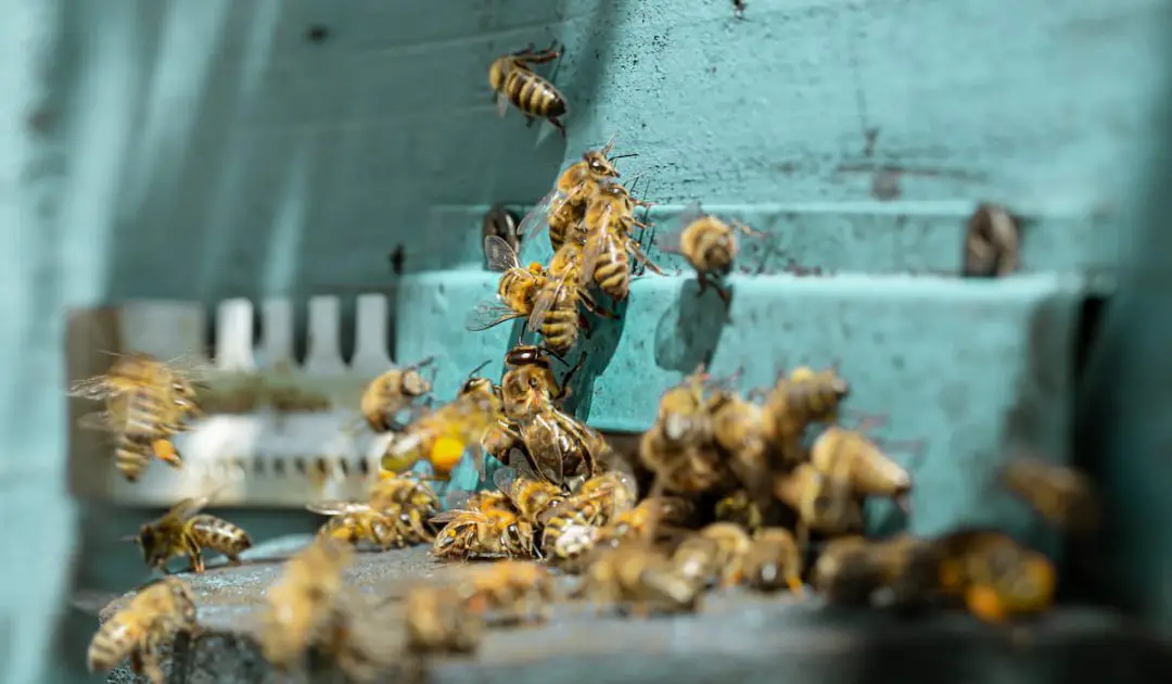 Best Bees for Beginners - Bee Real Honey