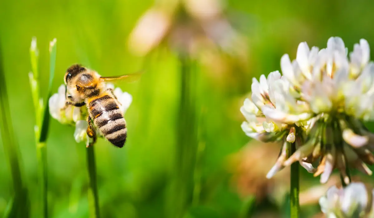 4 Best Clover Varieties for Bees - Bee Real Honey