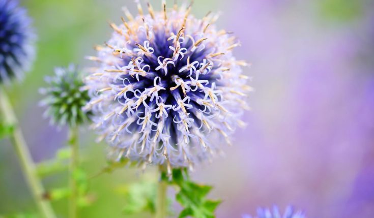 15 Best Perennials For Bees - Bee Real Honey