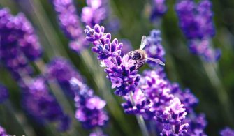 3 Best Lavender Varieties for Bees - Bee Real Honey