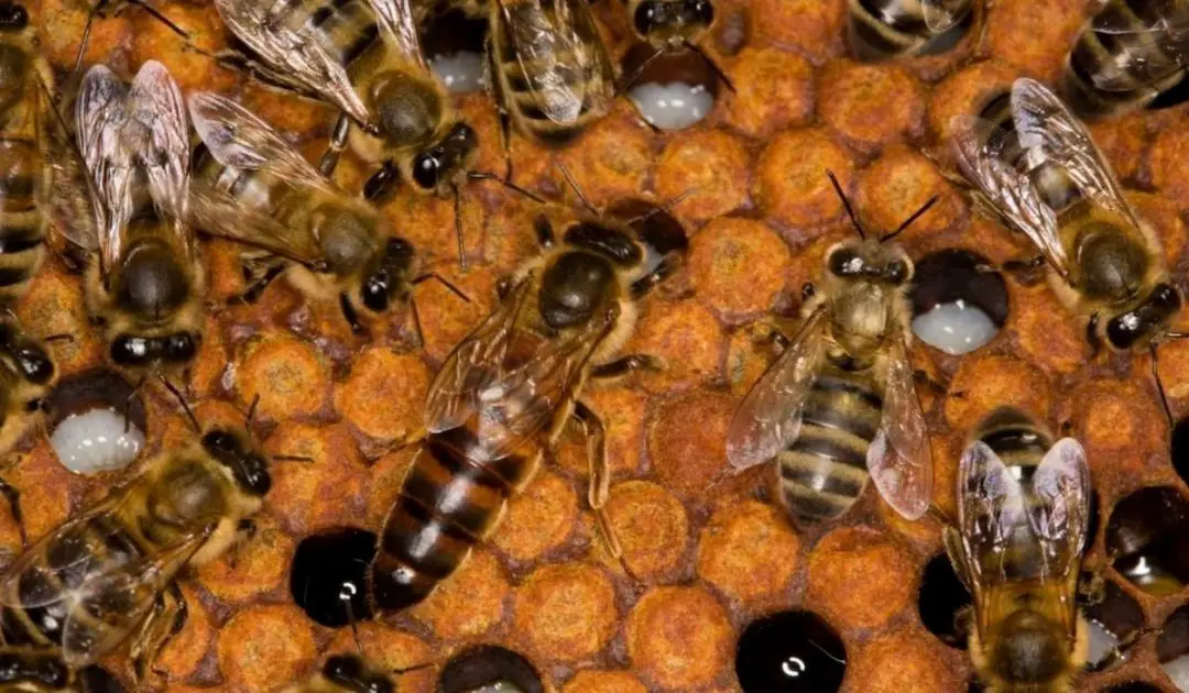 21 Fun Facts About Queen Bees - Bee Real Honey