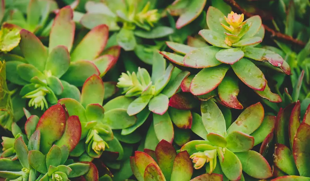 15 Best Perennials For Bees - Bee Real Honey