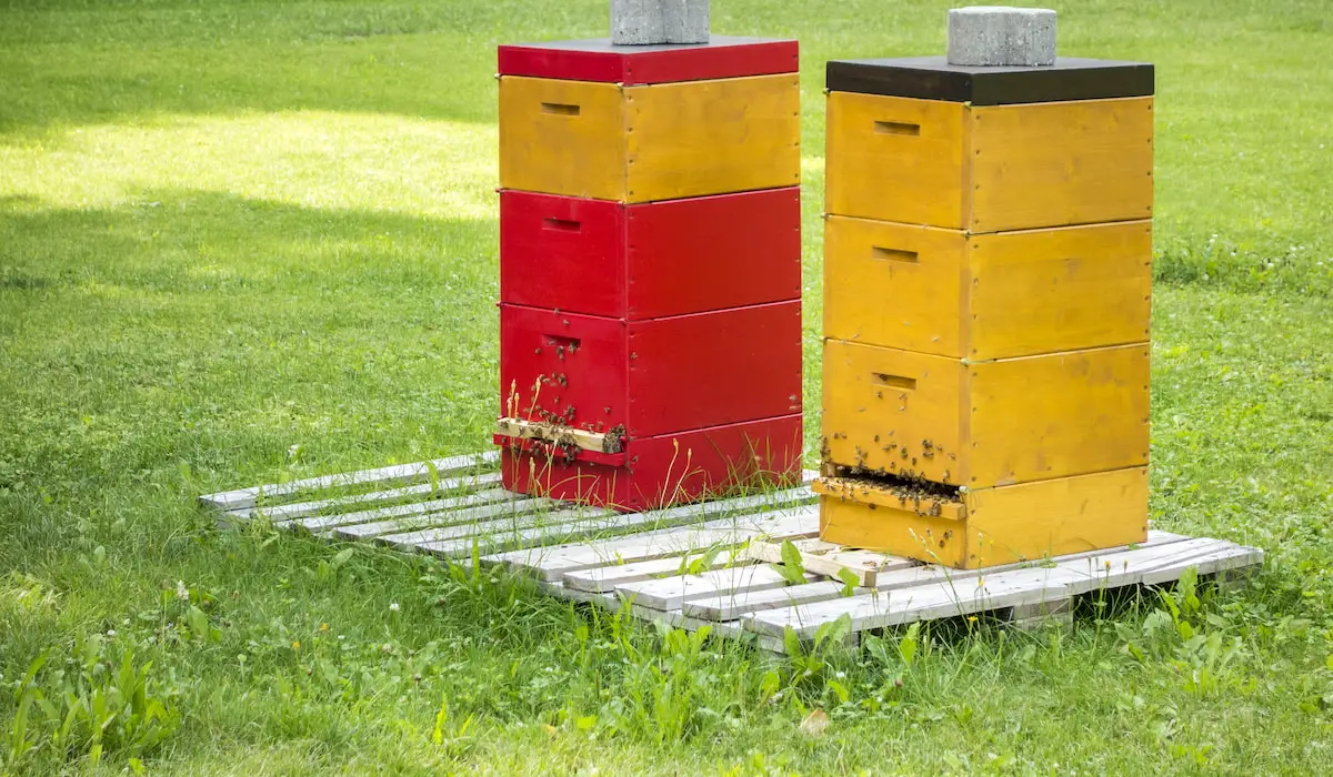 Where to Place Swarm Traps - Bee Real Honey